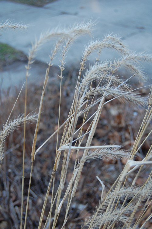 The Brown, Brown Stalks of Spring – gardeninacity