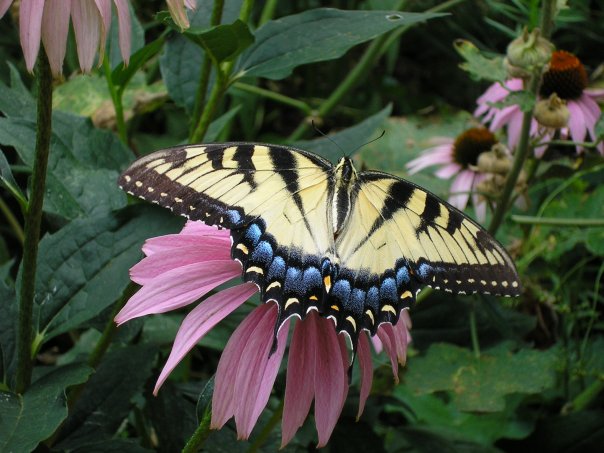 The Best Coneflower Varieties, For Pollinators and Gardeners ...