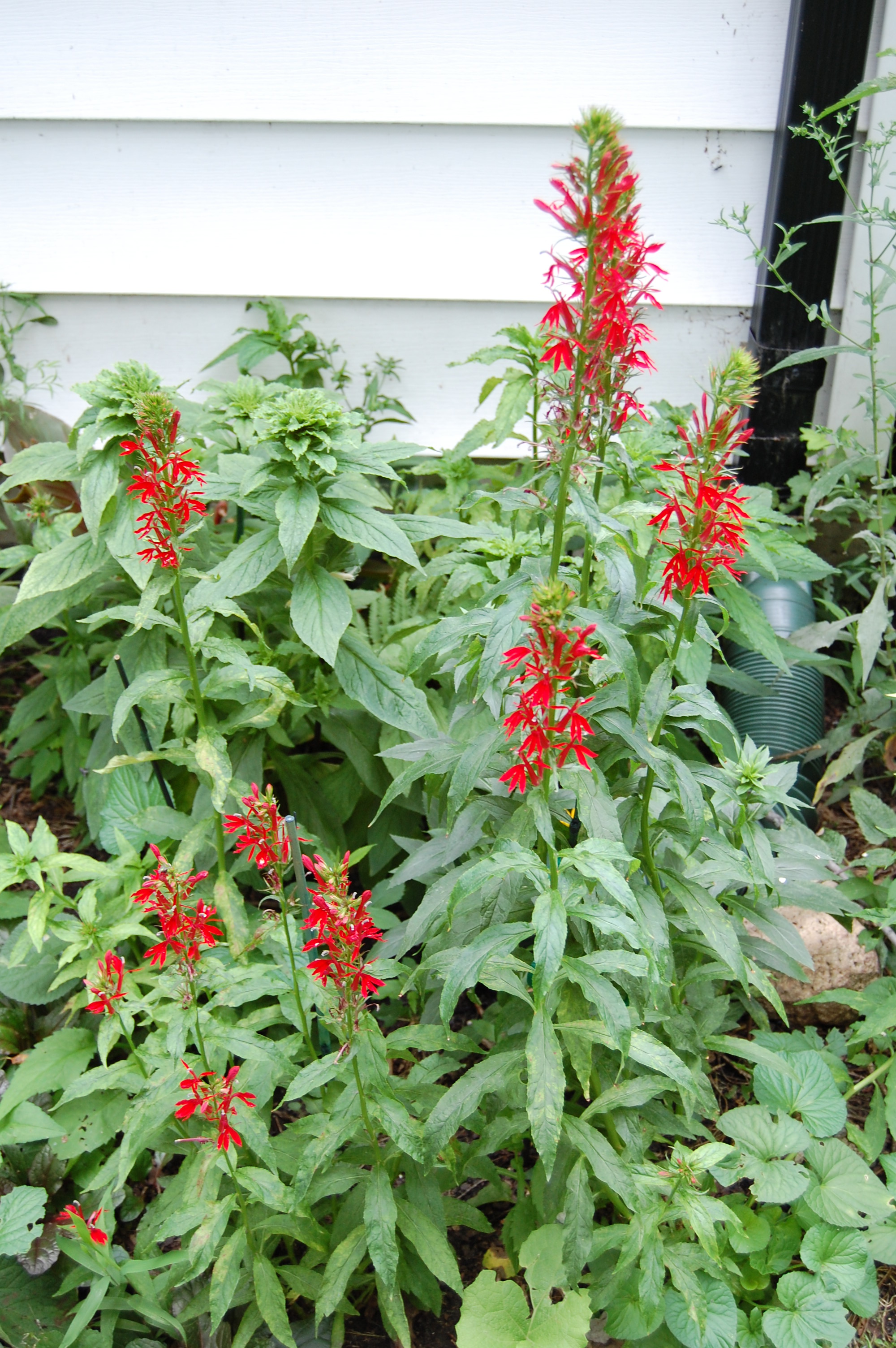 Cardinal Flower: If You Love Red, You Need this Plant – gardeninacity