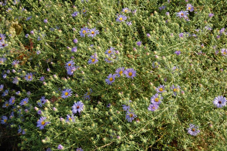 An Astonishing Variety of (Mostly) Wild Asters – gardeninacity