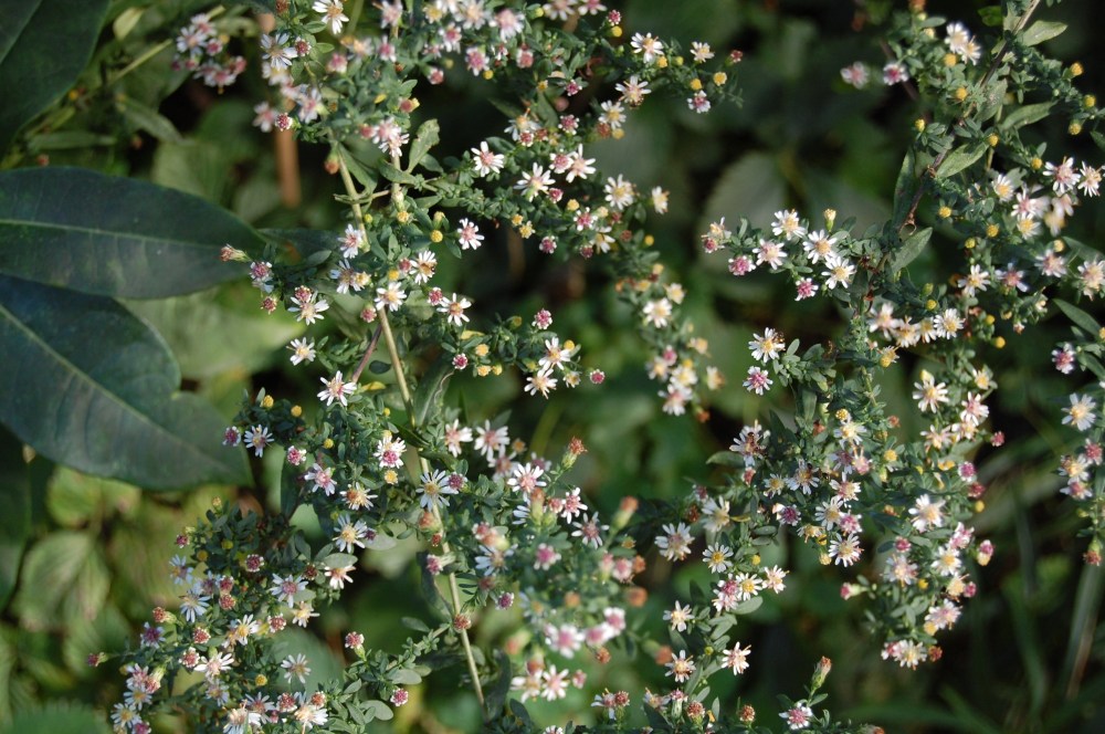 An Astonishing Variety of (Mostly) Wild Asters – gardeninacity
