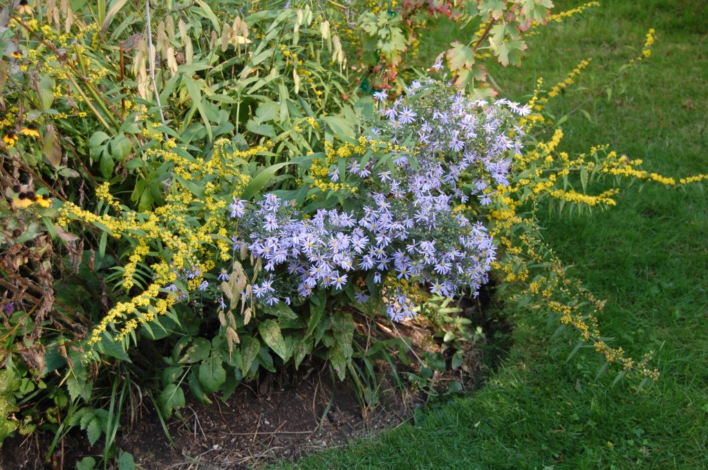 An Astonishing Variety of (Mostly) Wild Asters – gardeninacity