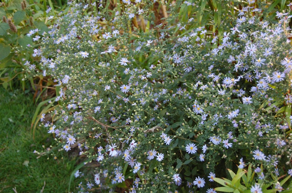 An Astonishing Variety of (Mostly) Wild Asters – gardeninacity