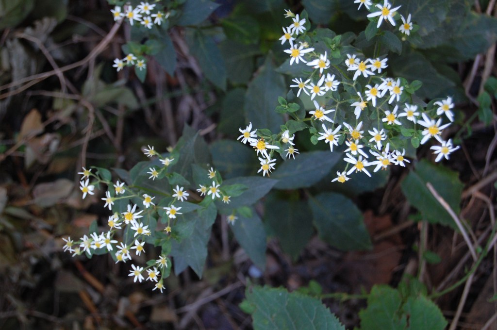An Astonishing Variety of (Mostly) Wild Asters – gardeninacity