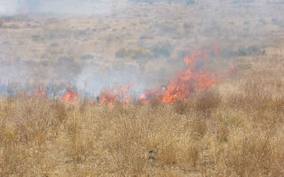 Good News on Invasive Plants? – gardeninacity