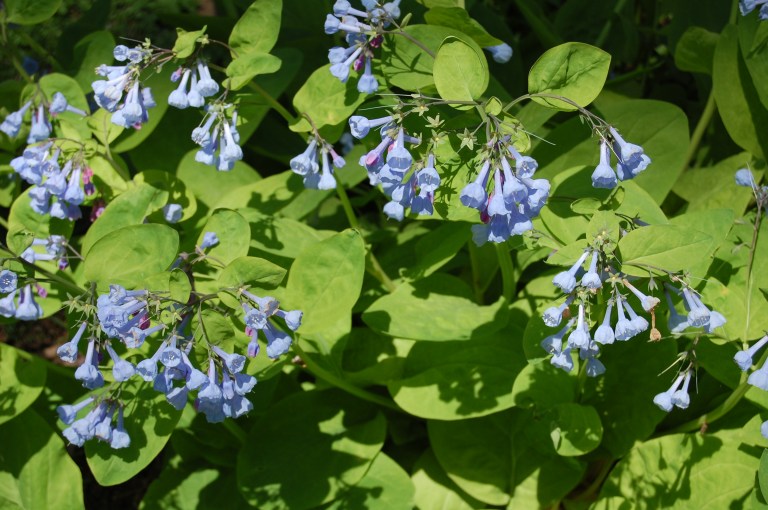 The Five Best Native Blue Flowers – gardeninacity