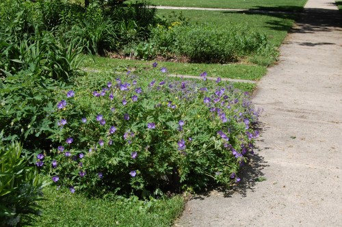 Geraniums On The Cranium – gardeninacity