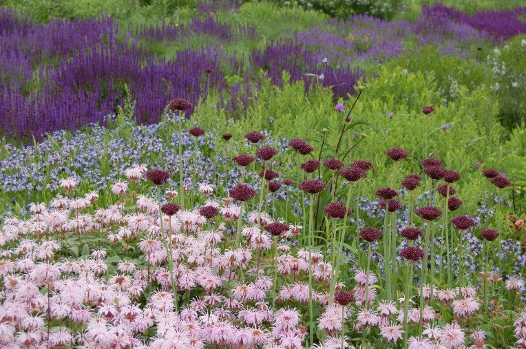 Guides To The Best Monardas For Your Garden – gardeninacity