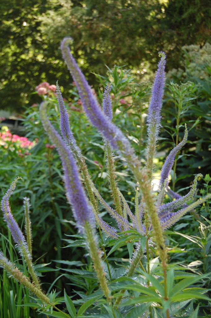 The Five Best Native Blue Flowers – gardeninacity