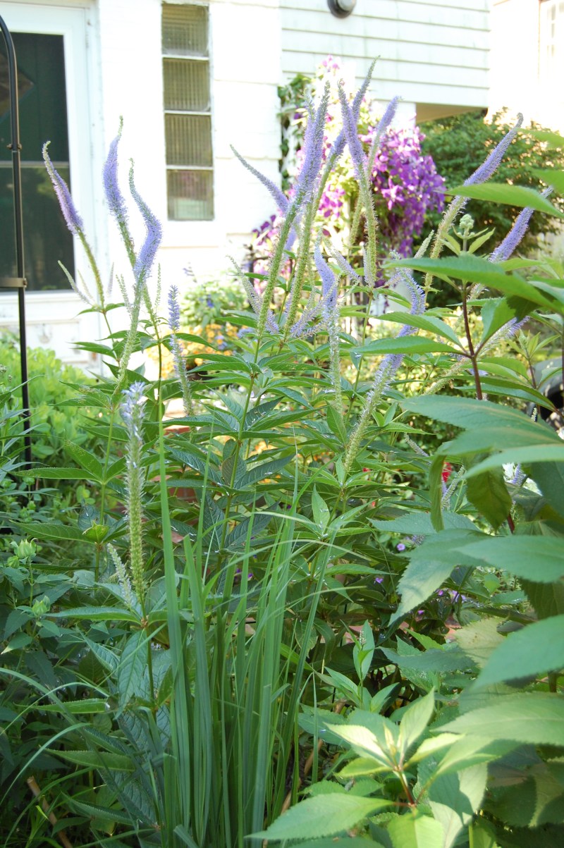 Culver’s Root ‘Inspiration’ – gardeninacity
