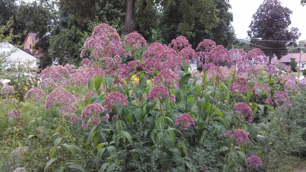 A Visit To The Garden Of Pat Hill – gardeninacity
