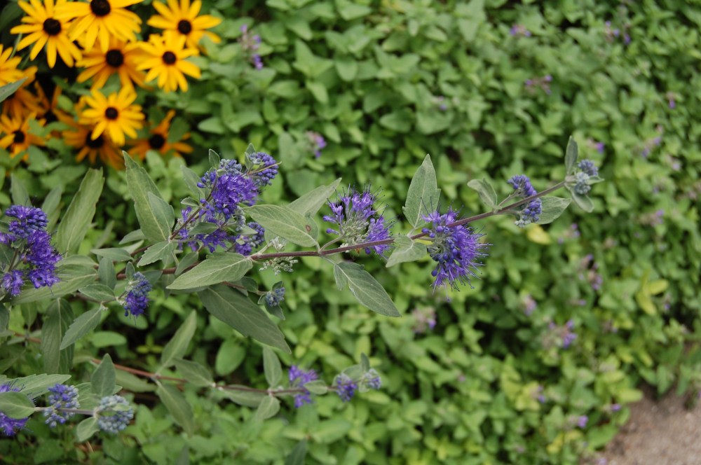 Blooms of Late September – gardeninacity