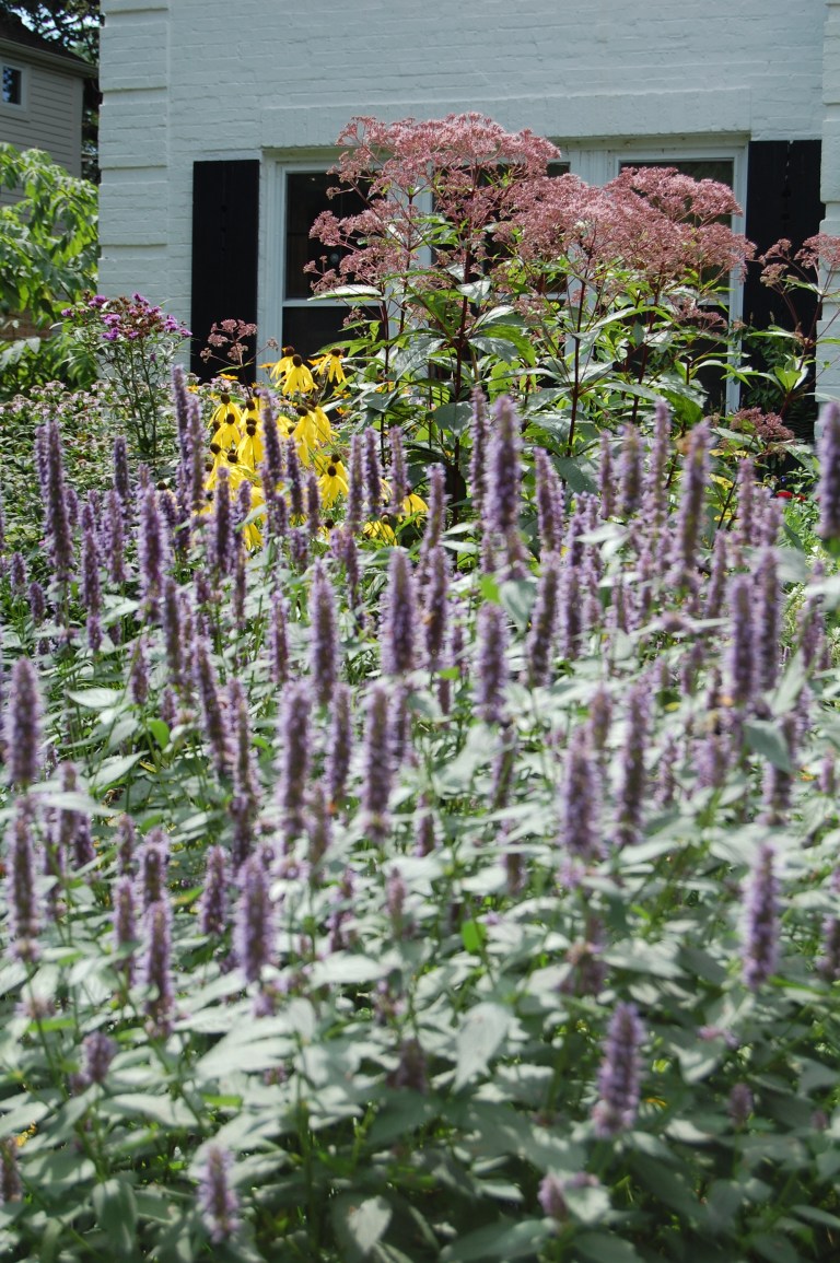 6 Flowers That Rabbits Don’t Like To Eat – gardeninacity