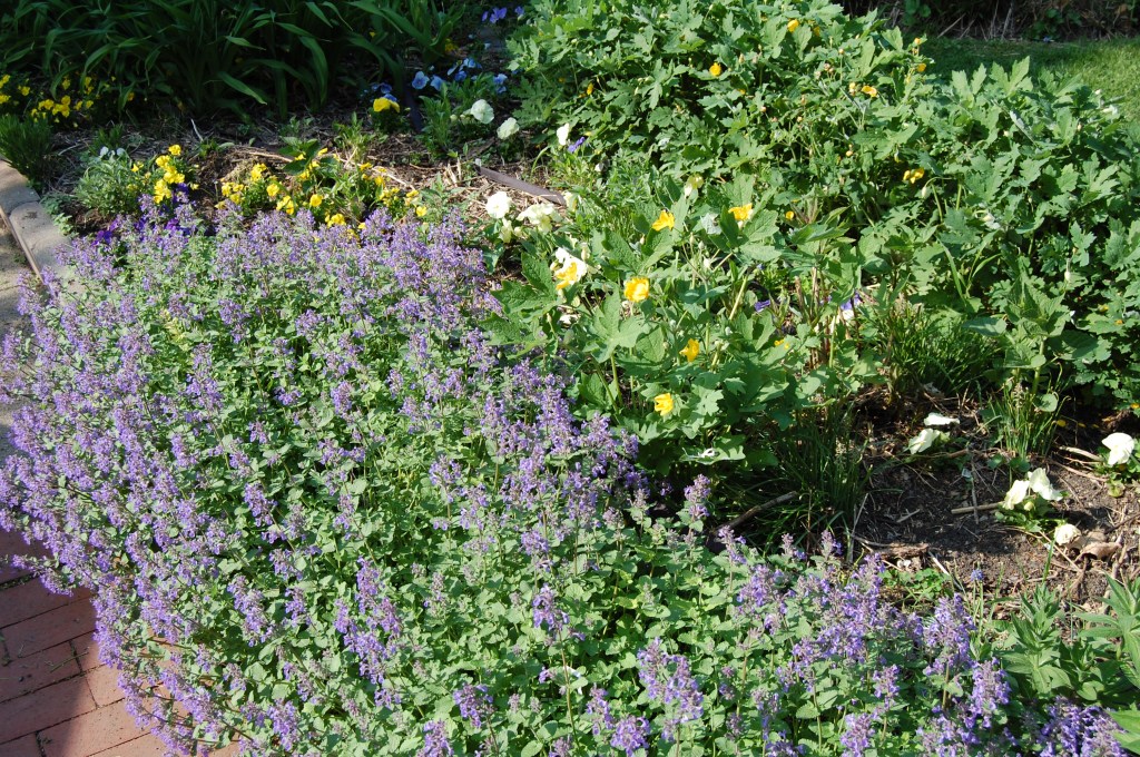 Night of the Living Mulch – gardeninacity