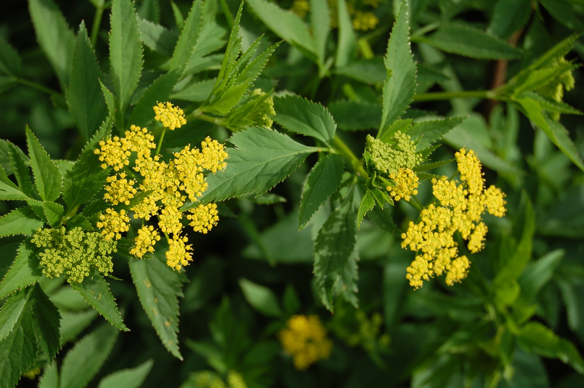 Summer Blooms To Brighten The Shady Garden – gardeninacity