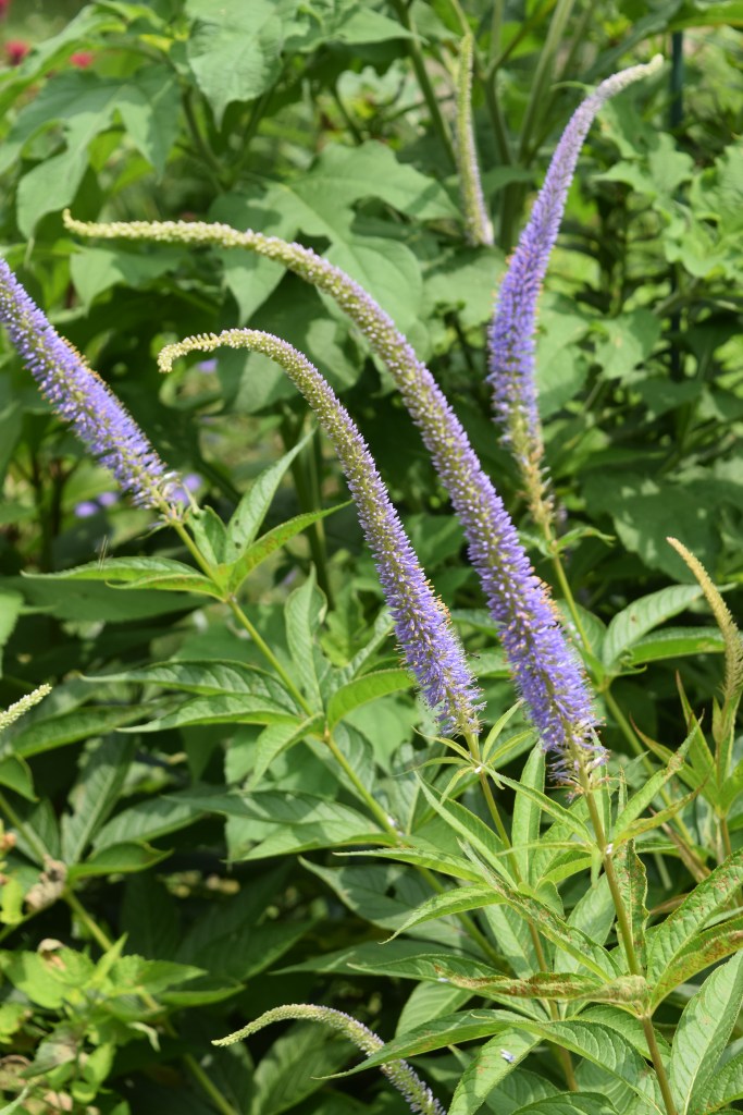 Flower Fail – gardeninacity