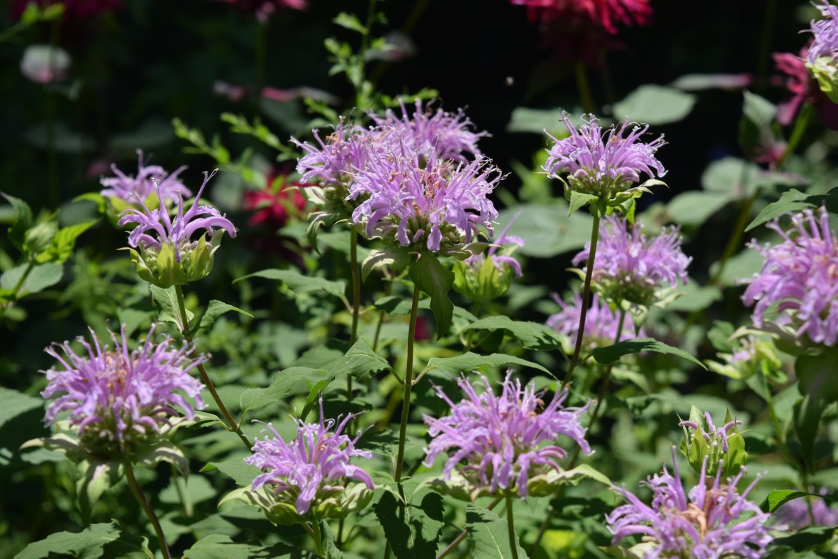 Guides To The Best Monardas For Your Garden – gardeninacity