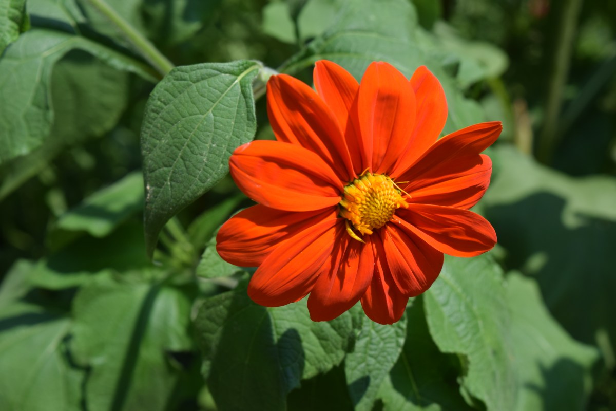 An Unfortunate Development – gardeninacity