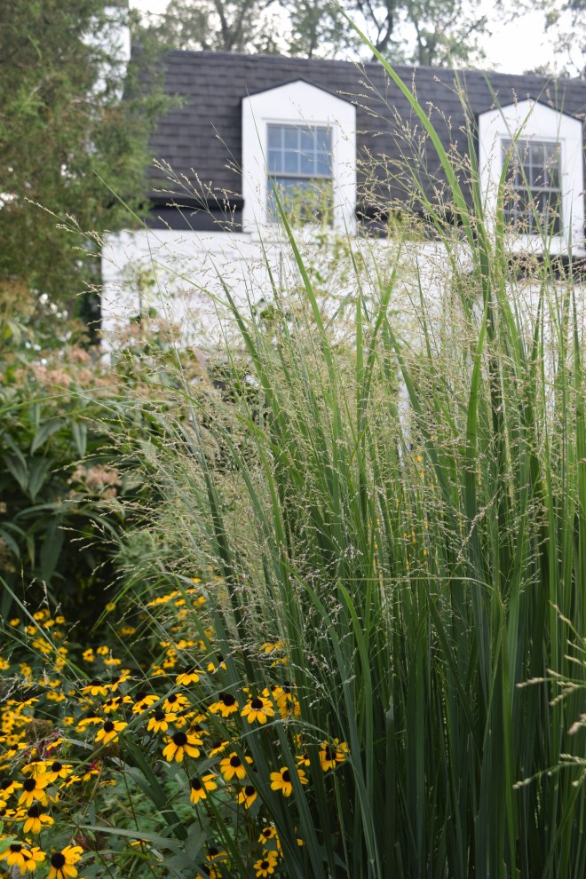 The Best Ornamental Grass in the Universe – gardeninacity
