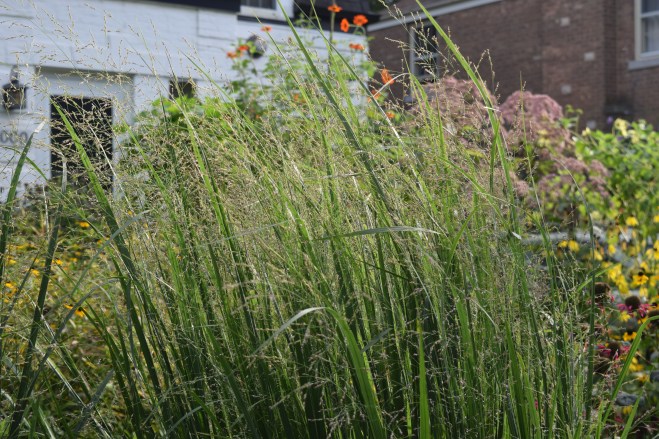 The Best Ornamental Grass in the Universe – gardeninacity