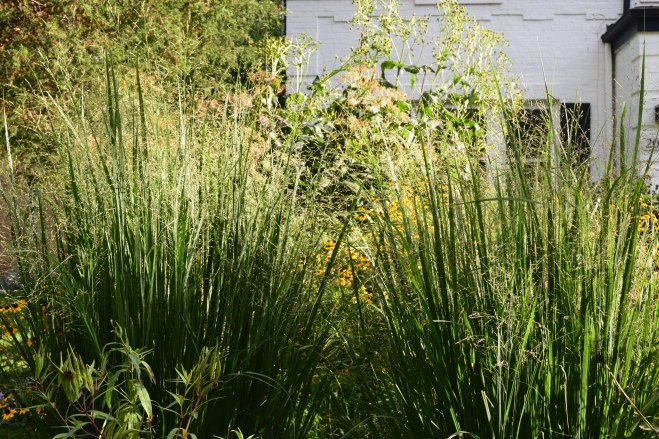 The Best Ornamental Grass in the Universe – gardeninacity