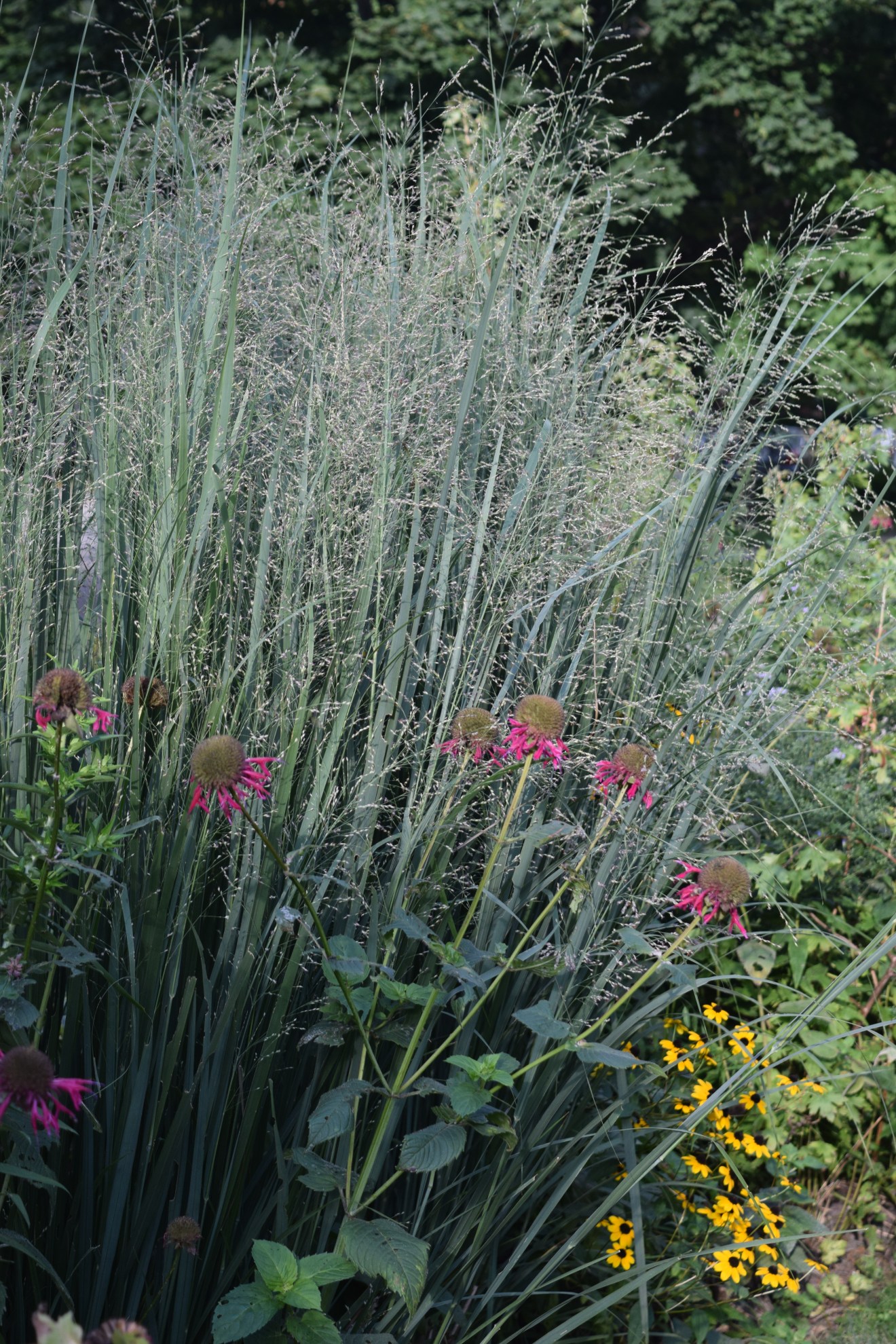 The Best Ornamental Grass in the Universe – gardeninacity