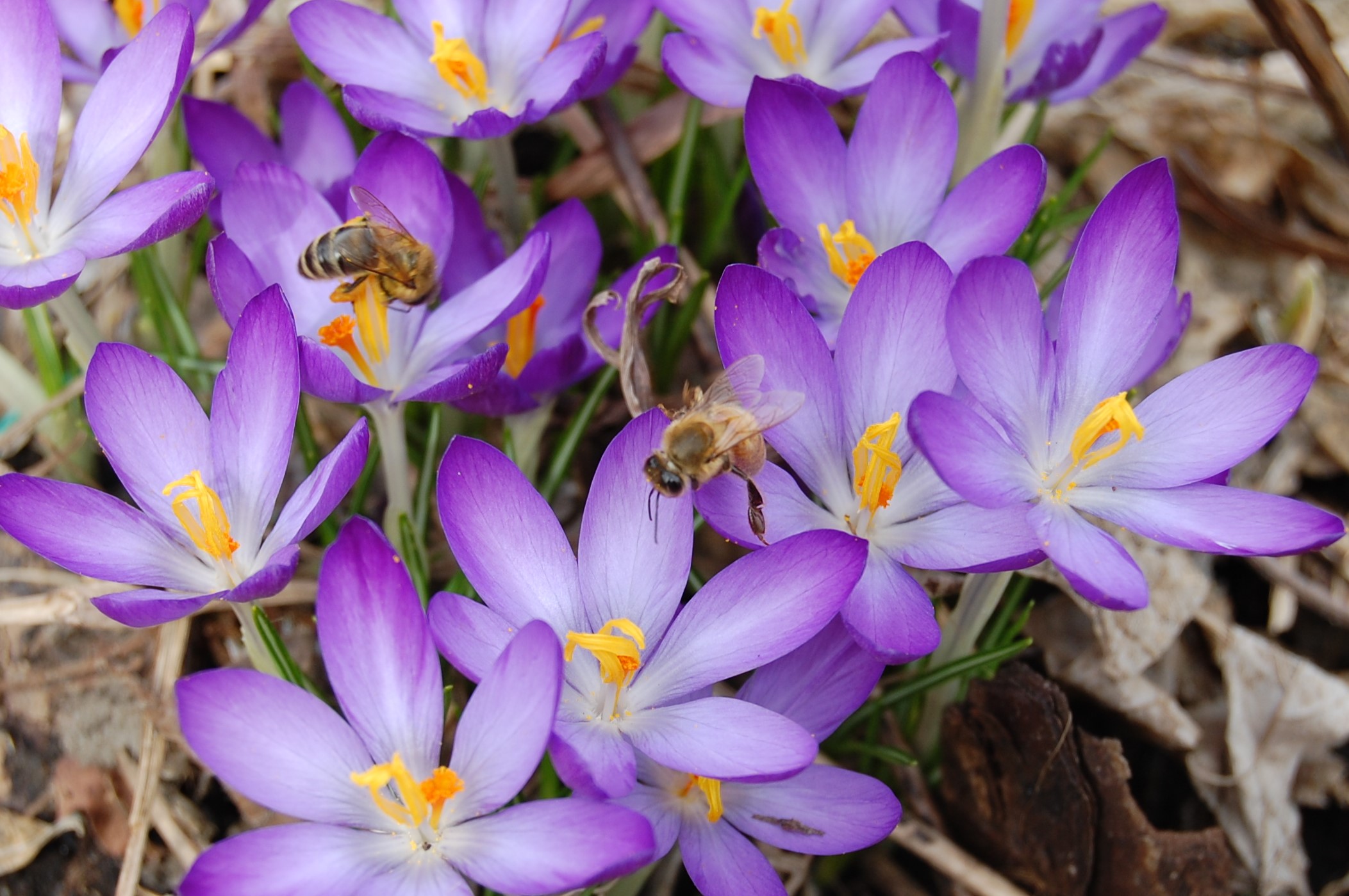 Why Crocuses Are Better Than Snowdrops – gardeninacity