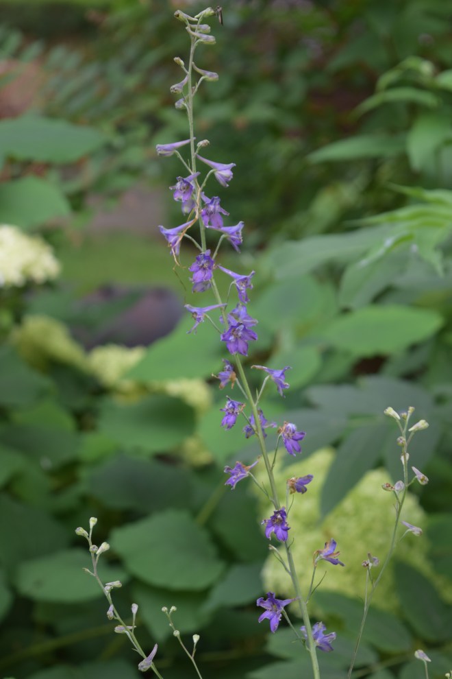 A Wild American Larkspur for Shade – gardeninacity