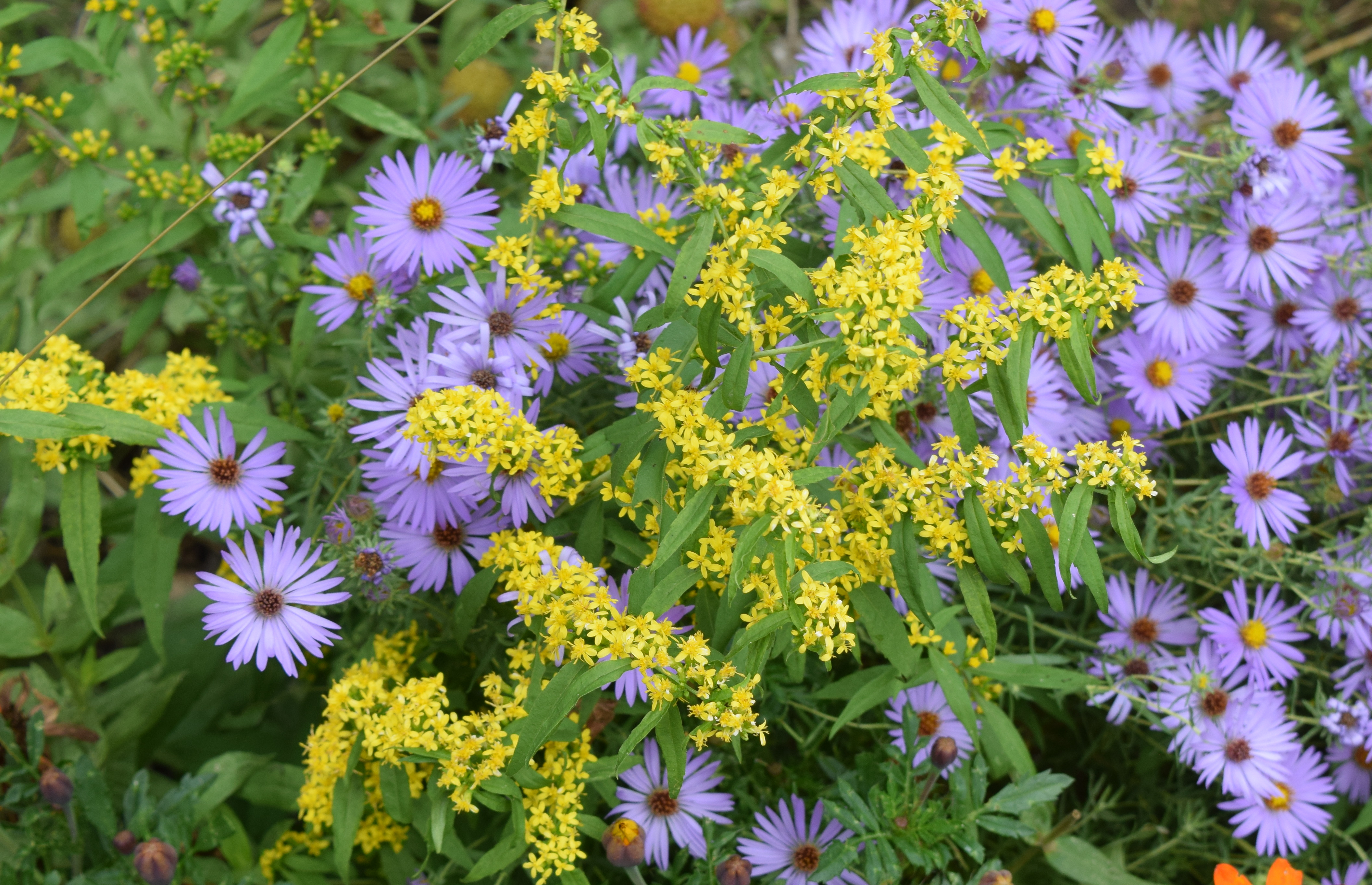 Companion Plants For Asters Gardeninacity companion-plants-for-asters-gardeninacity