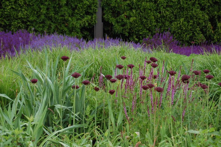 Alliums of Lurie Garden – and a Giveaway! – gardeninacity