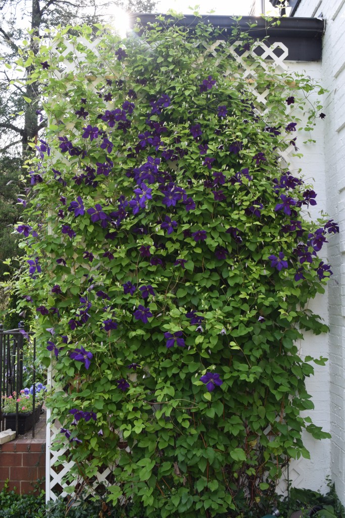 Clematisipation – gardeninacity