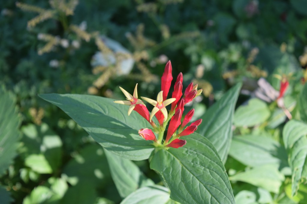 Indian Pink, a Bright Spot in the Shade – gardeninacity