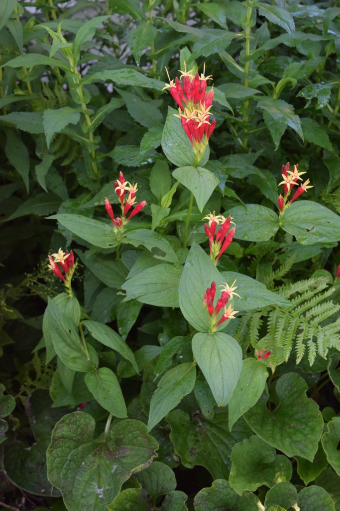 Indian Pink, a Bright Spot in the Shade – gardeninacity