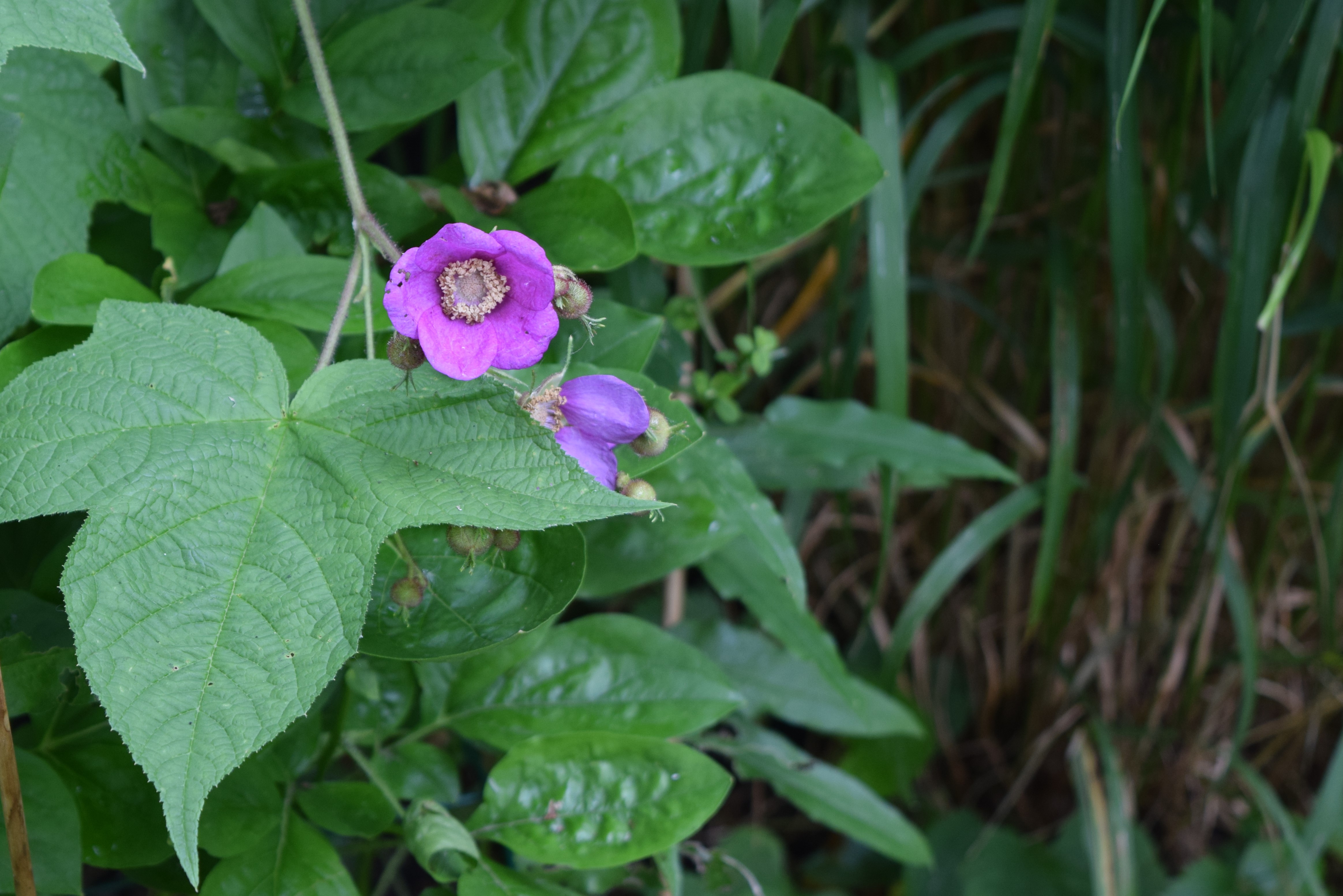 Purple-Flowering Raspberry – gardeninacity