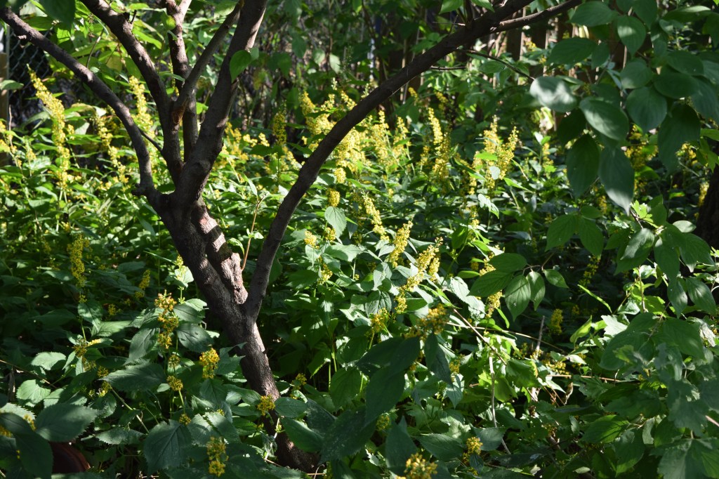 3 Goldenrods for the Shade Garden – gardeninacity