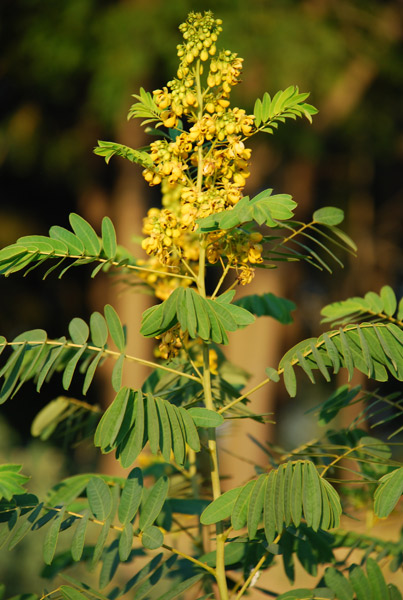 Three New Native Plants for Our Front Garden – gardeninacity