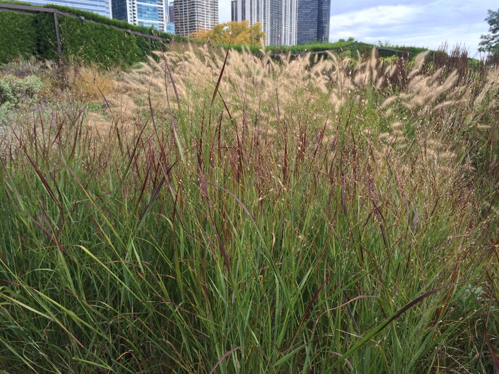 Two Walks in the Lurie Garden – gardeninacity