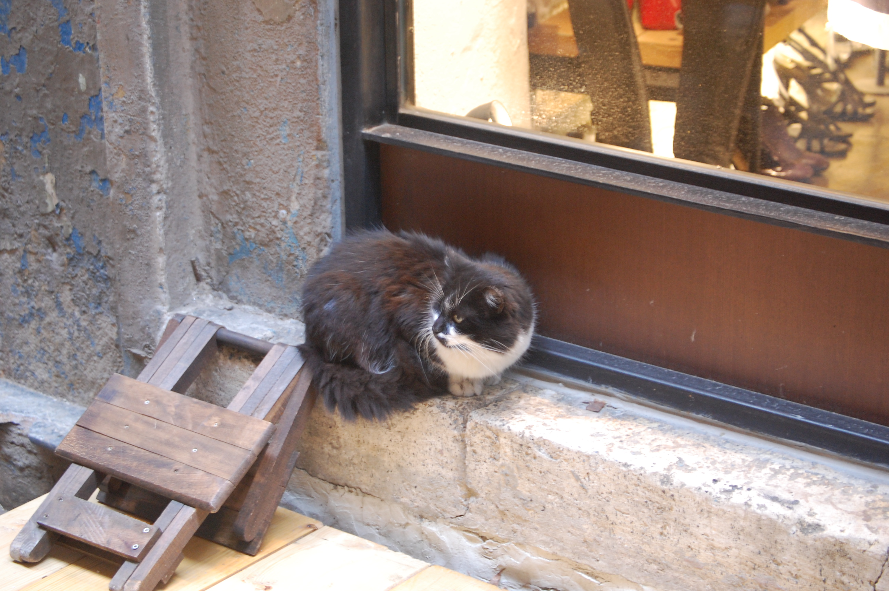 A Movie About the Cats of Istanbul – gardeninacity