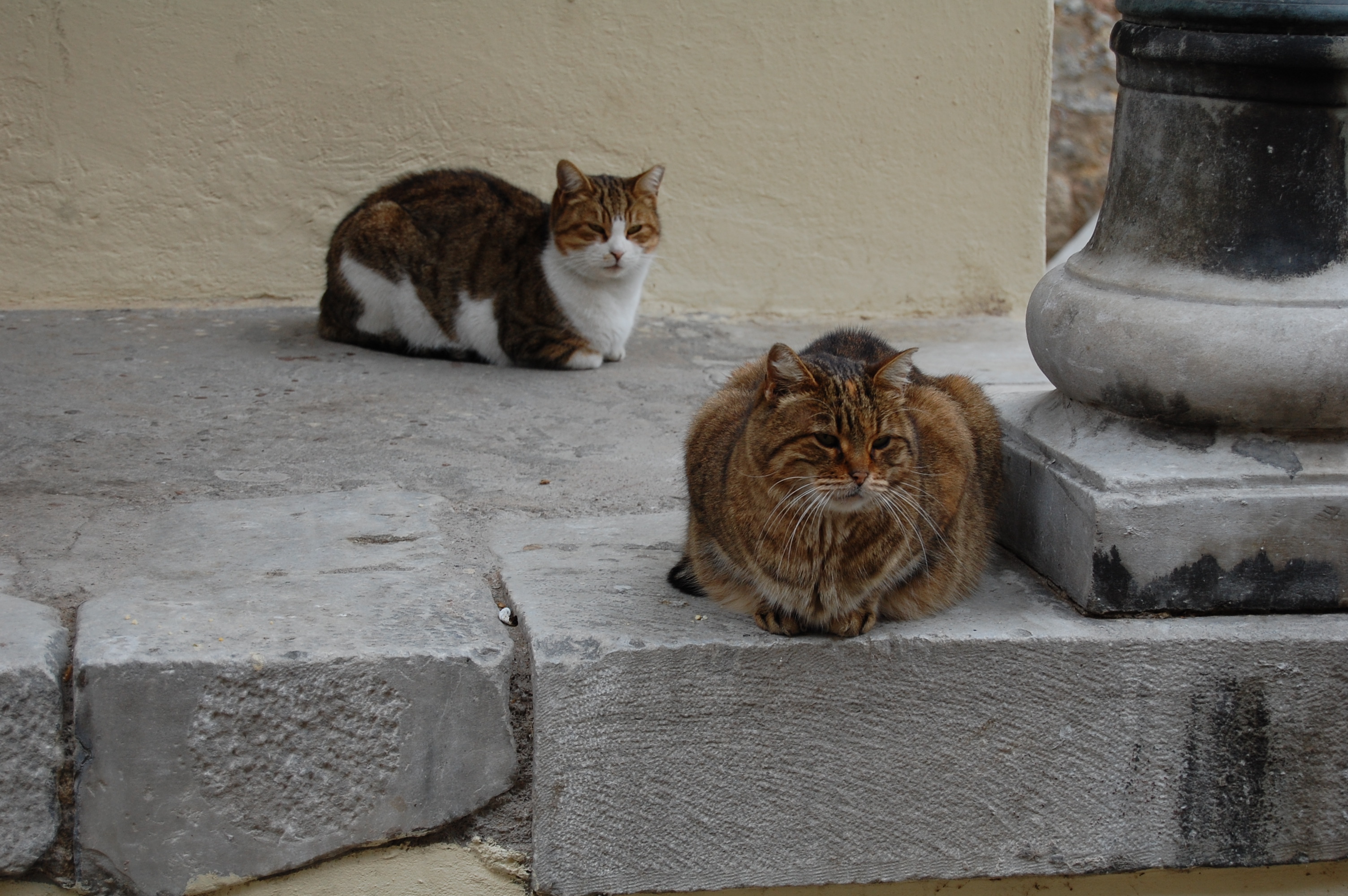A Movie About the Cats of Istanbul – gardeninacity
