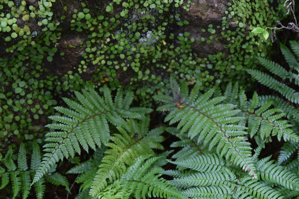 Okochi Sanso – gardeninacity