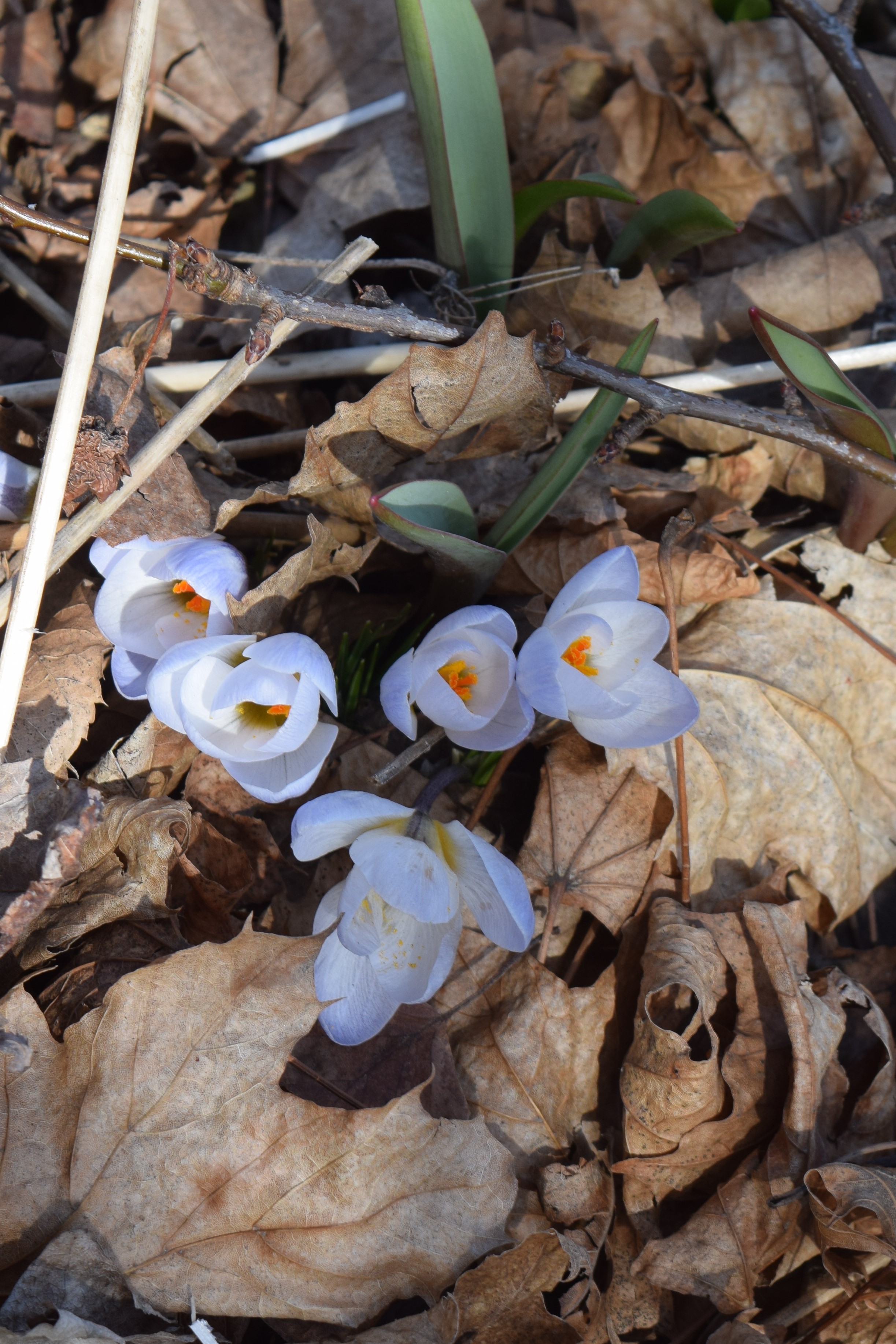 March Bloom Day, More or Less – gardeninacity