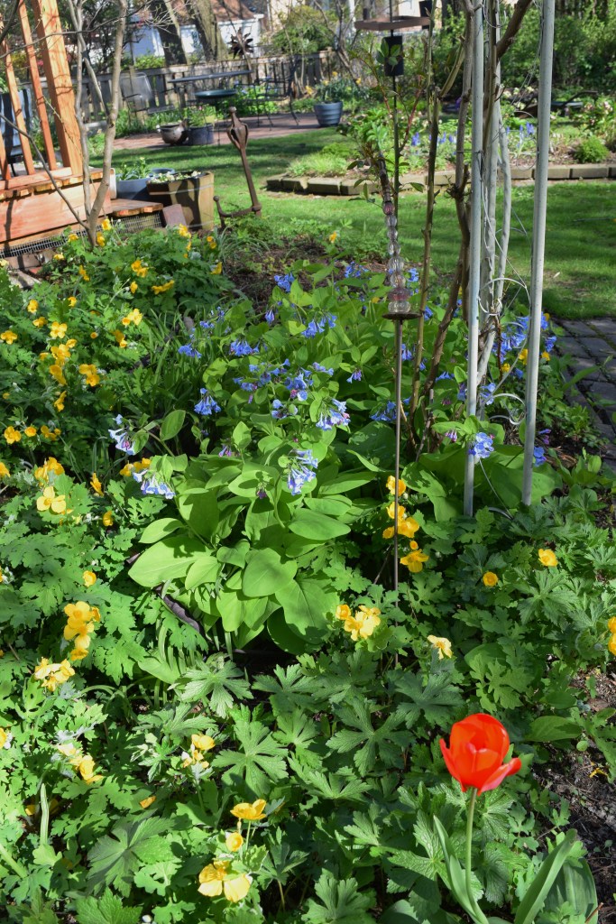 Bluebells and Bleeding Hearts – gardeninacity