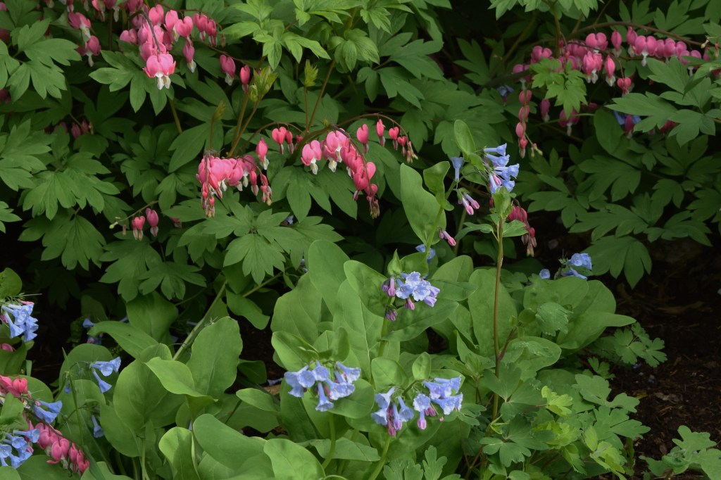 Bluebells and Bleeding Hearts – gardeninacity