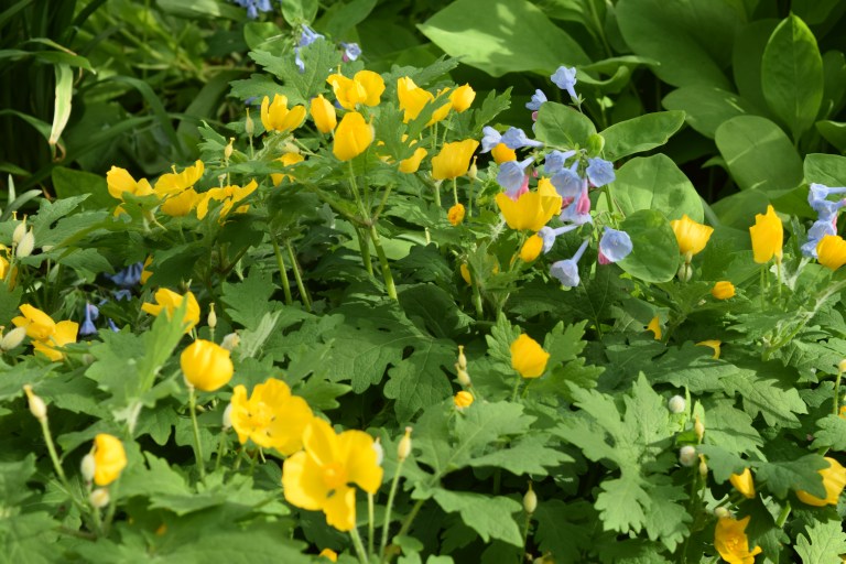 Bluebells and Bleeding Hearts – gardeninacity