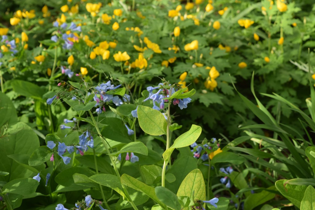 Bluebells and Bleeding Hearts – gardeninacity