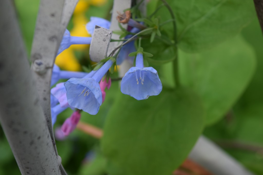 Bluebells and Bleeding Hearts – gardeninacity