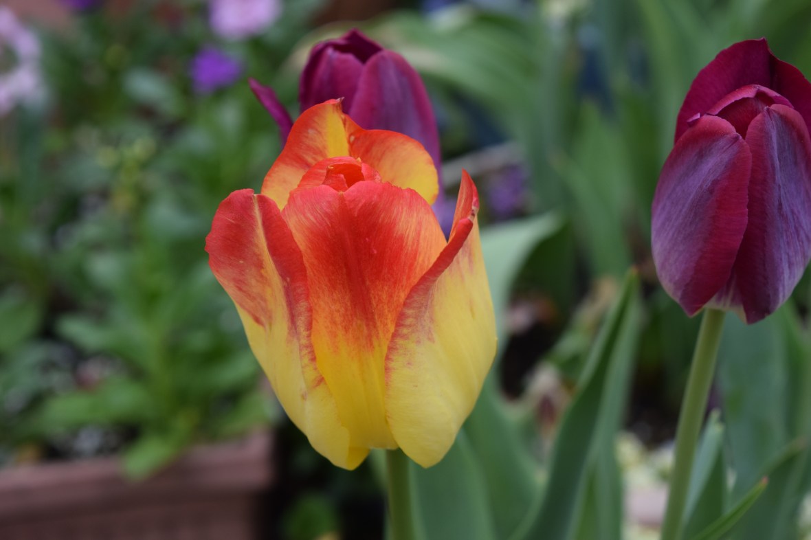 Tulip Update – gardeninacity