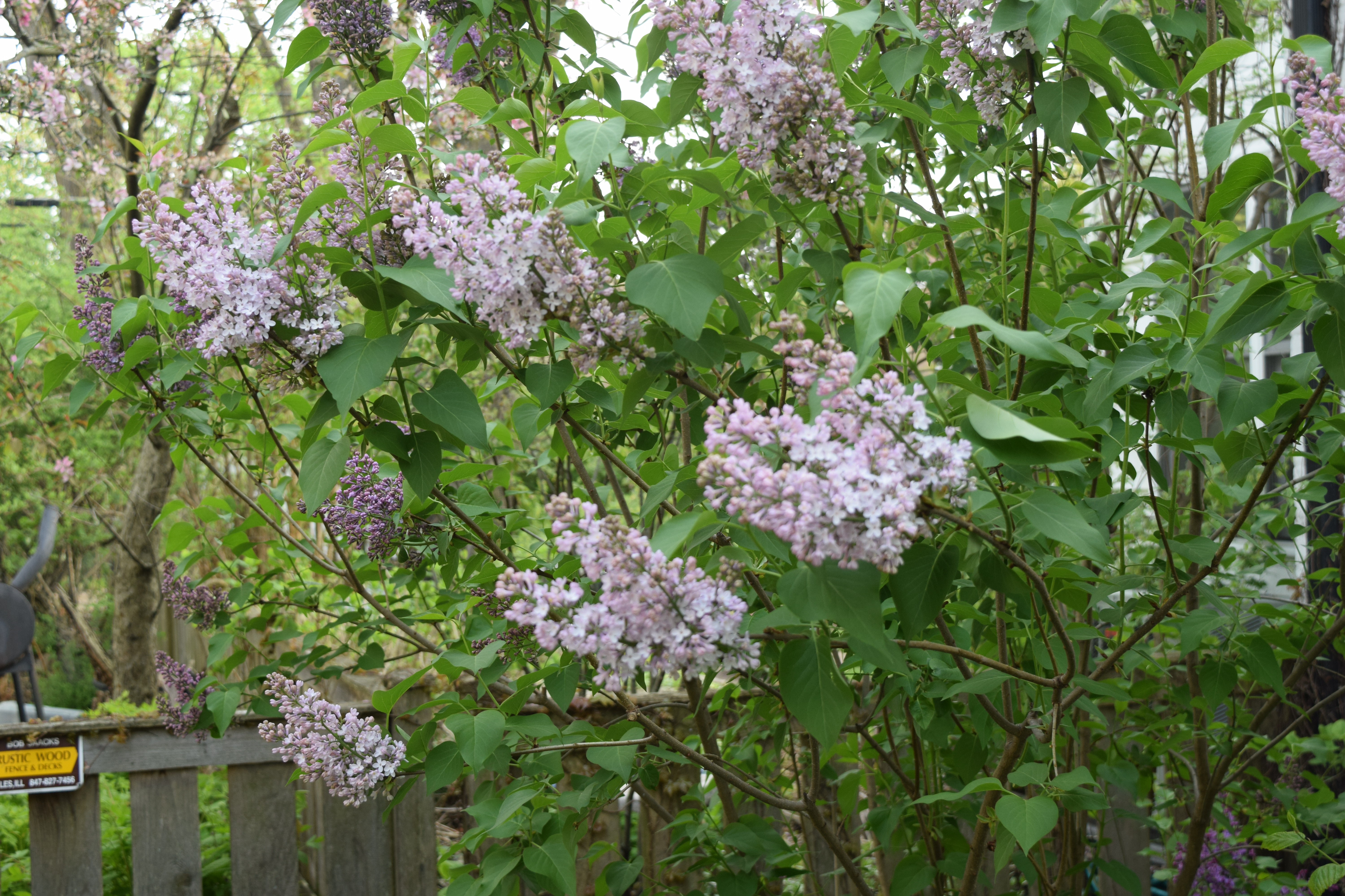 How to Bring Lilacs Inside – gardeninacity