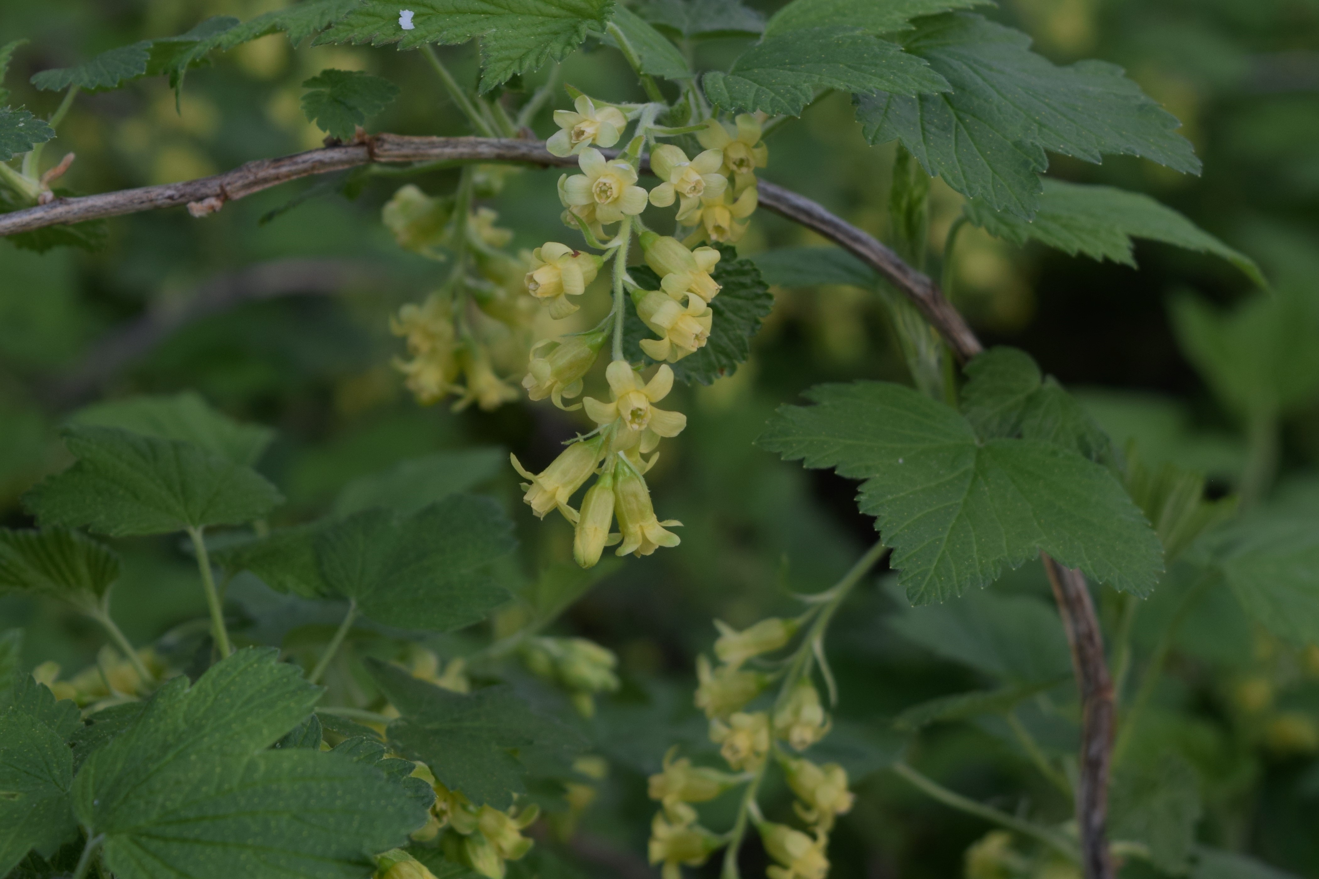 Currant Events in the Garden – gardeninacity