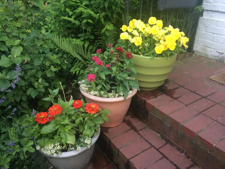 The Summer Containers Are Planted – gardeninacity